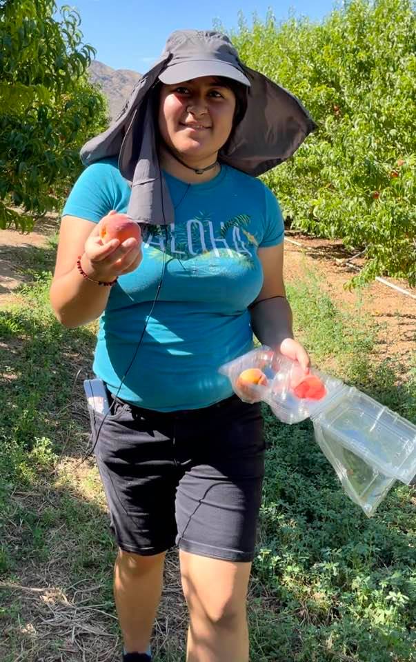 Hey you're a peach farm! Why dont you allow U-Pick?? - Amadio Ranch